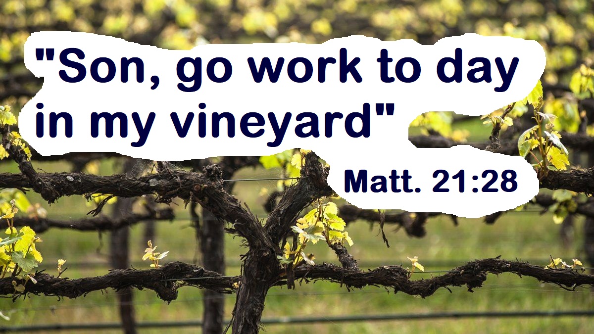 Matthew Chapter 21- Go Work In My Vineyard | capitolhillbaptistchurch.com is CHAPEL.today